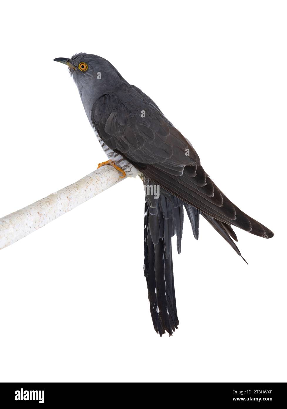 Cuckoo on a tree branch isolated on white background Stock Photo - Alamy