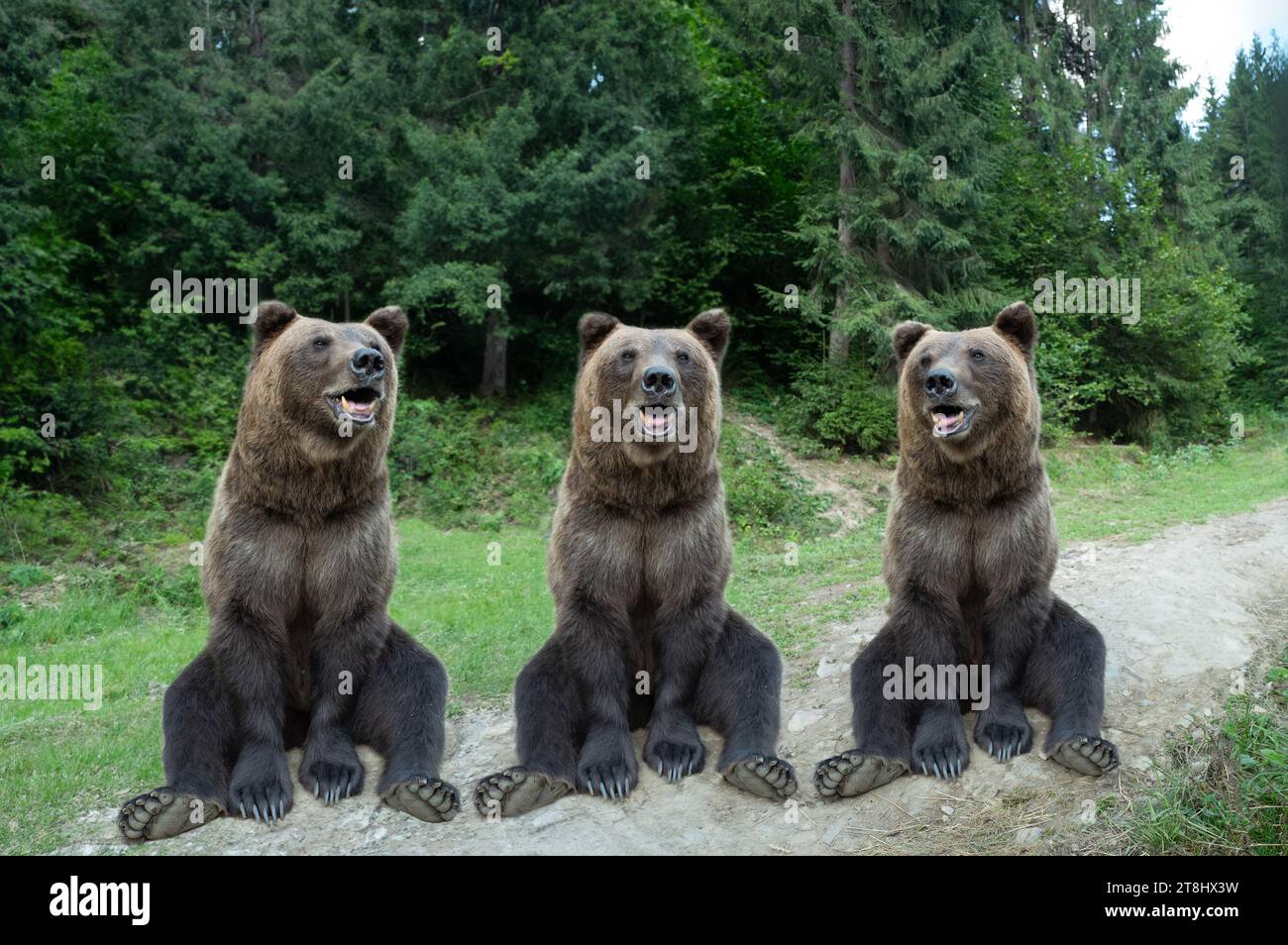 three bears sit in the background of the forest Stock Photo - Alamy