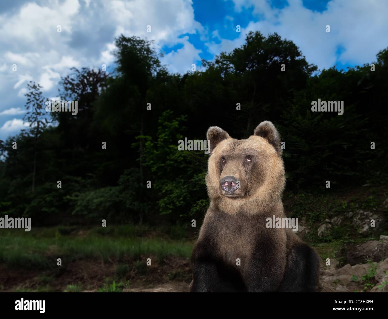 brown bear looks up at the weather change in the forest Stock Photo - Alamy