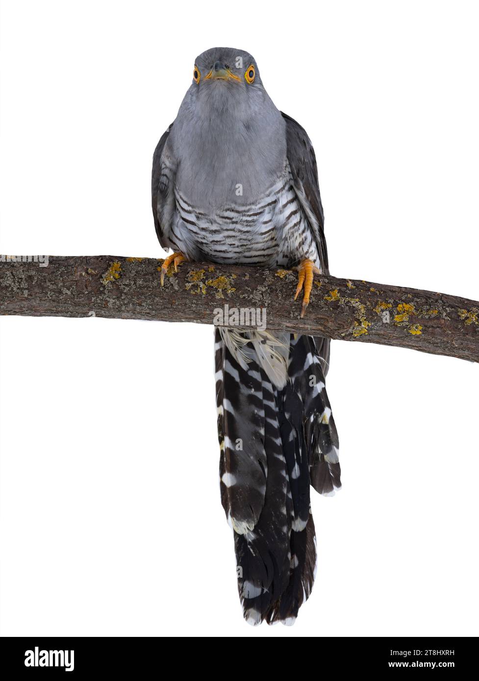Cuckoo on a tree branch isolated on ф white background Stock Photo - Alamy