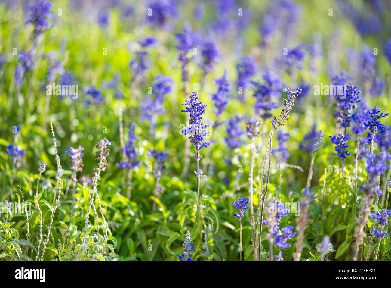 blue sage flowers growing in a flower bed Stock Photo - Alamy