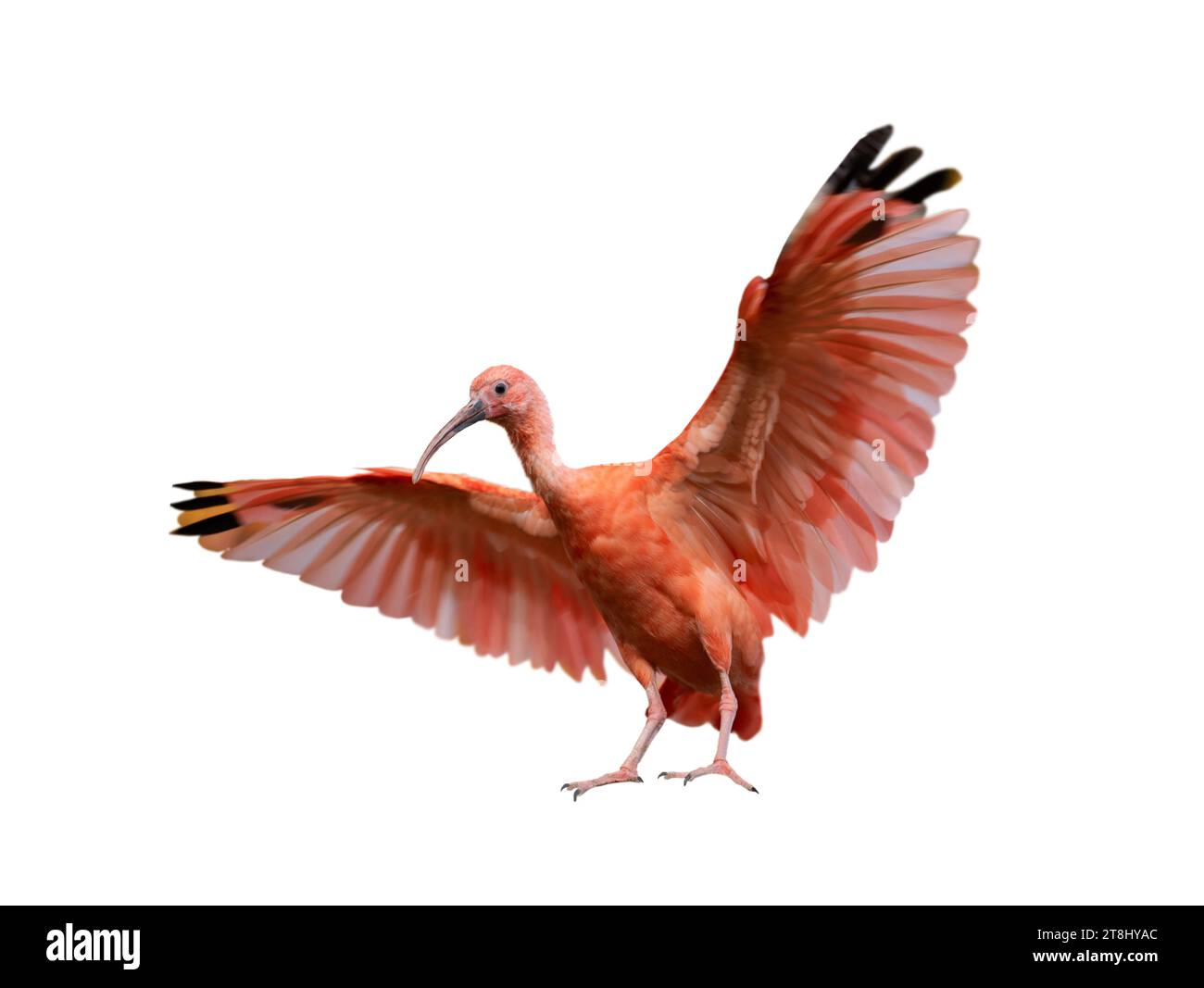 scarlet ibis (eudocimus ruber) isolated on white background ...