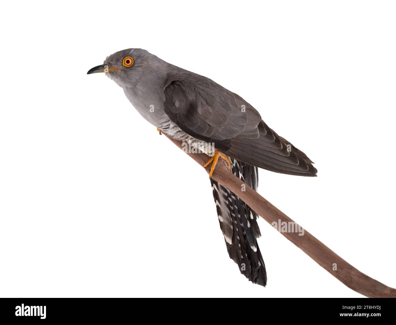 Cuckoo on a tree branch isolated on ф white background Stock Photo - Alamy