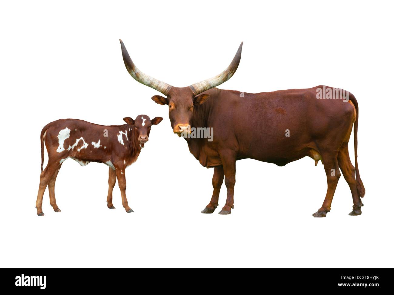 Ankole Watusi Longhorn and little watusi isolated on white background ...
