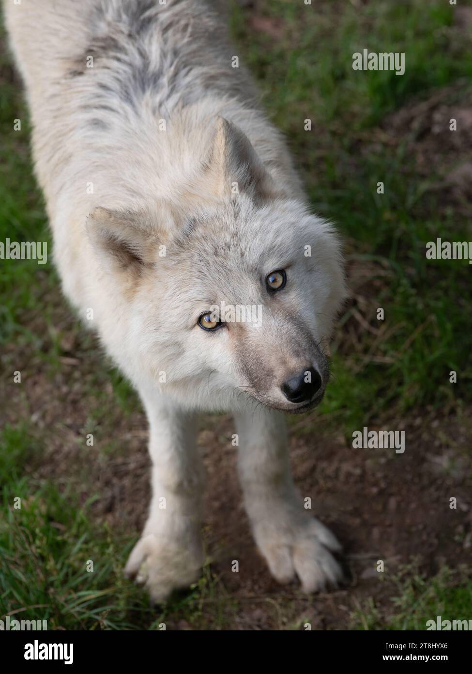 Little white polar hi-res stock photography and images - Alamy