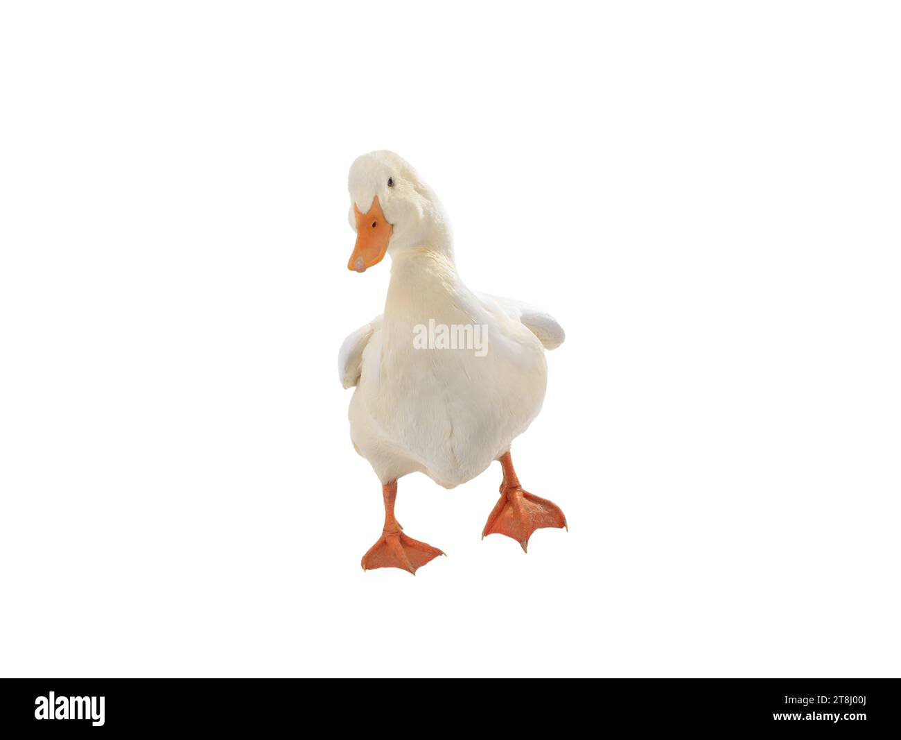 walking white duck isolated on white background Stock Photo - Alamy