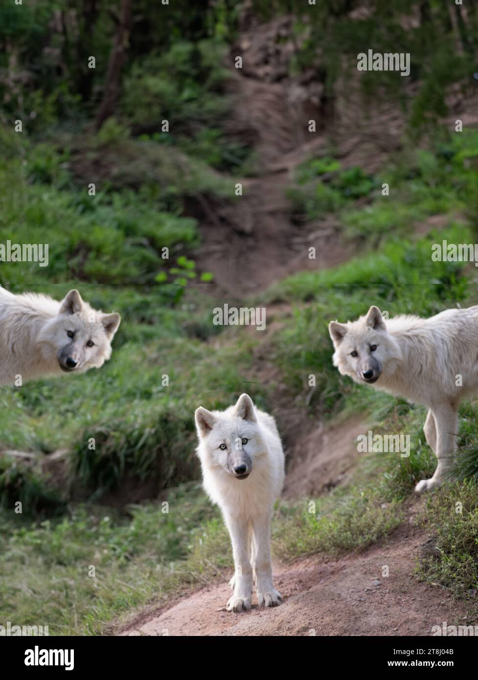 Small wolves hi-res stock photography and images - Alamy