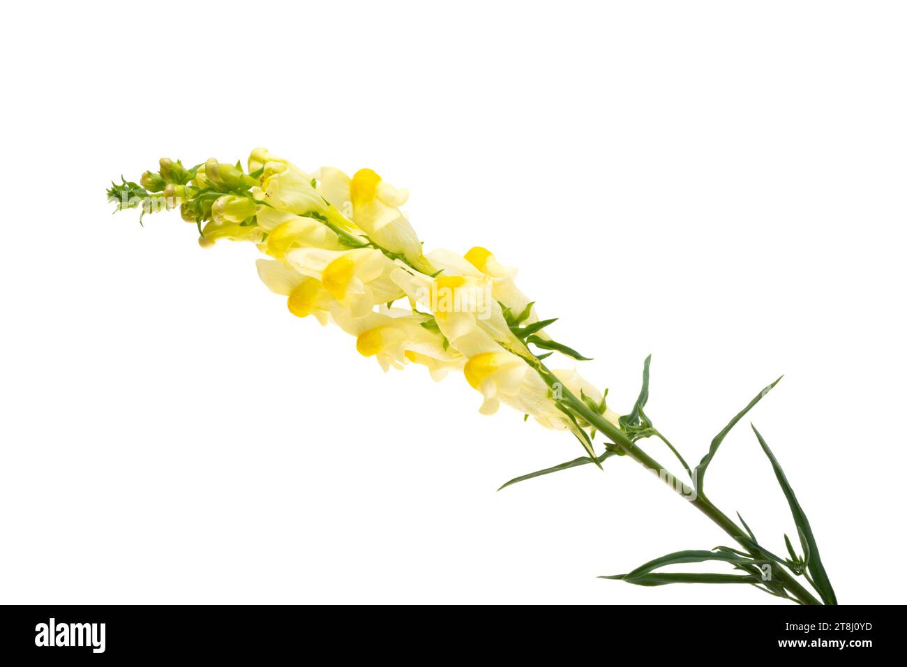 Snapdragon flowers closeup Cut Out Stock Images & Pictures - Alamy