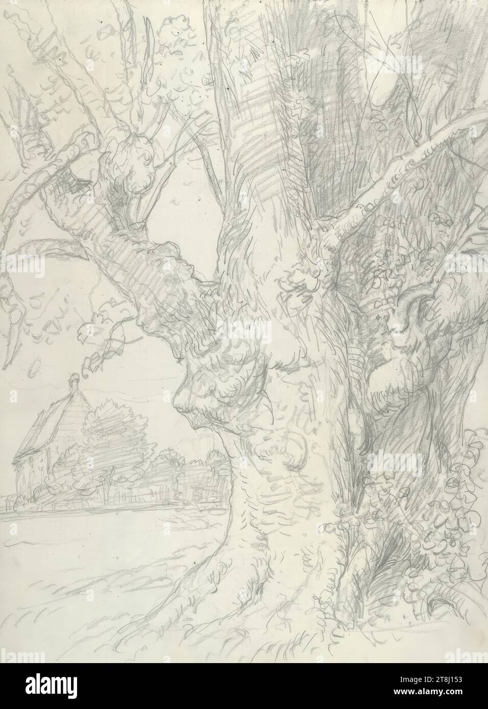 Tree study, sketchbook Ribarz Rudolf; 30 paginated pages, Rudolf Ribarz ...