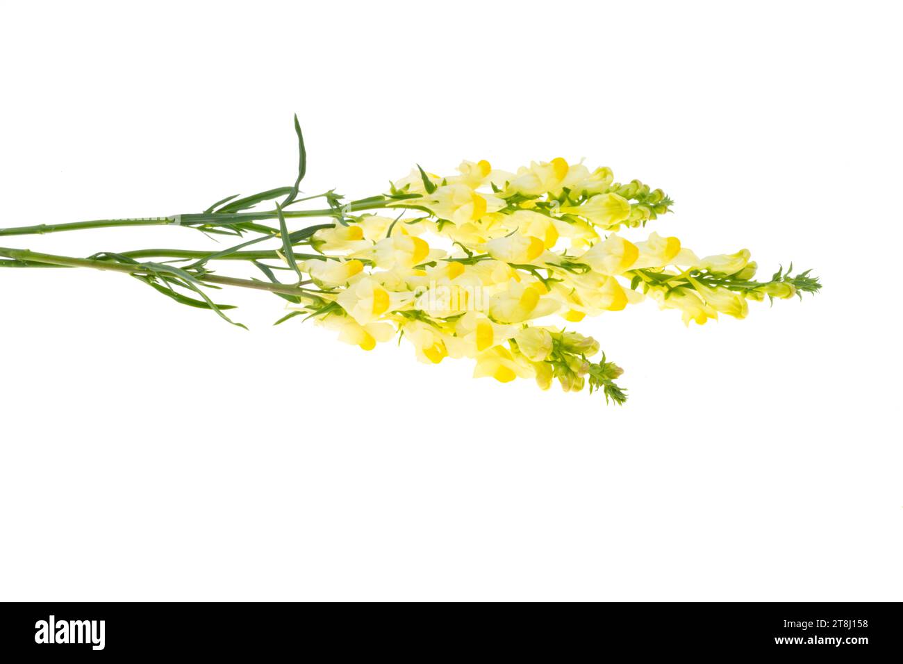 yellow snapdragon flowers isolated on white background Stock Photo - Alamy