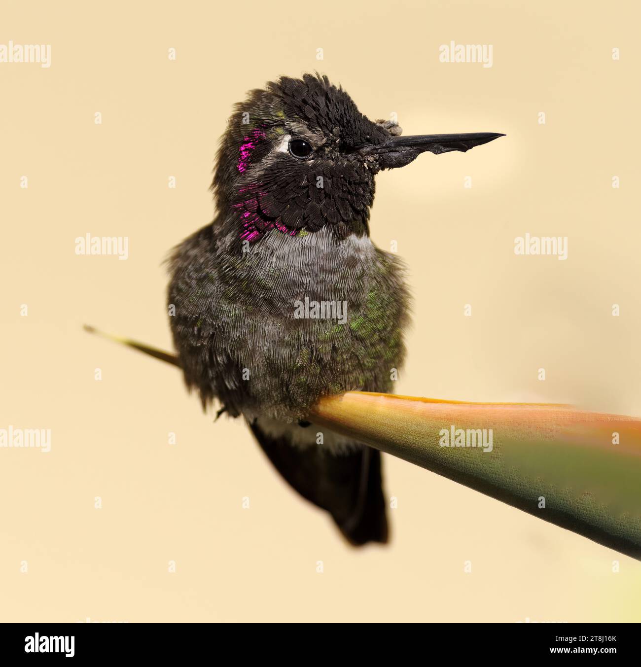 Anna's Hummingbird, Calypte anna, infected with Avian Poxvirus, shown ...
