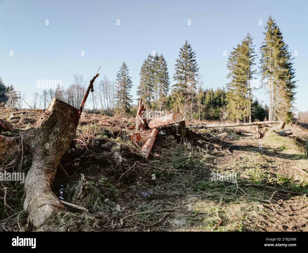 People cutting down trees hi-res stock photography and images - Alamy