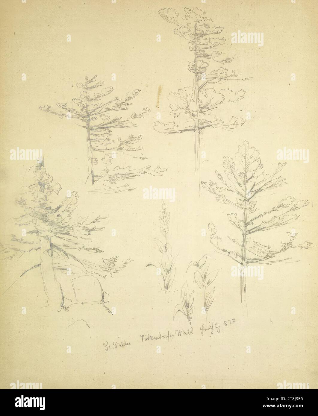 St. Pölten, Völkendorf Forest, tree studies, sketchbook Hörmann Theodor von; 28 paginated pages ...