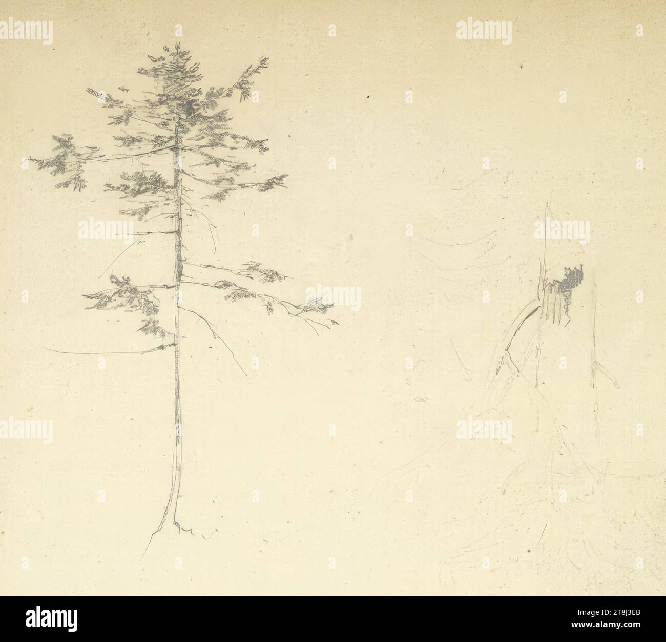 St. Pölten, Völkendorf Forest, tree studies, sketchbook Hörmann Theodor von; 28 paginated pages ...