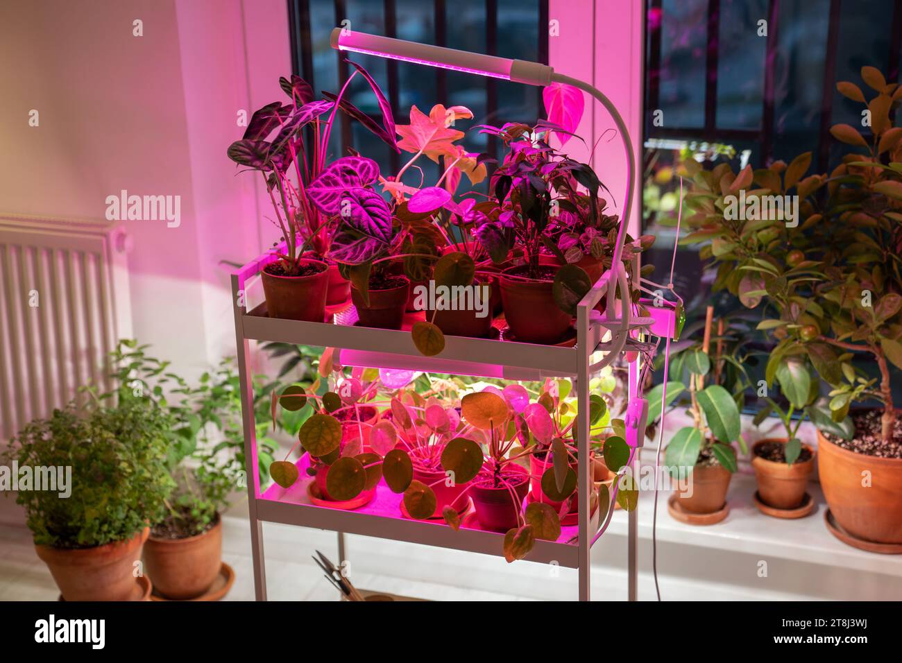 Phyto lamp illuminates plant at home. LED lamp for supplementary ...