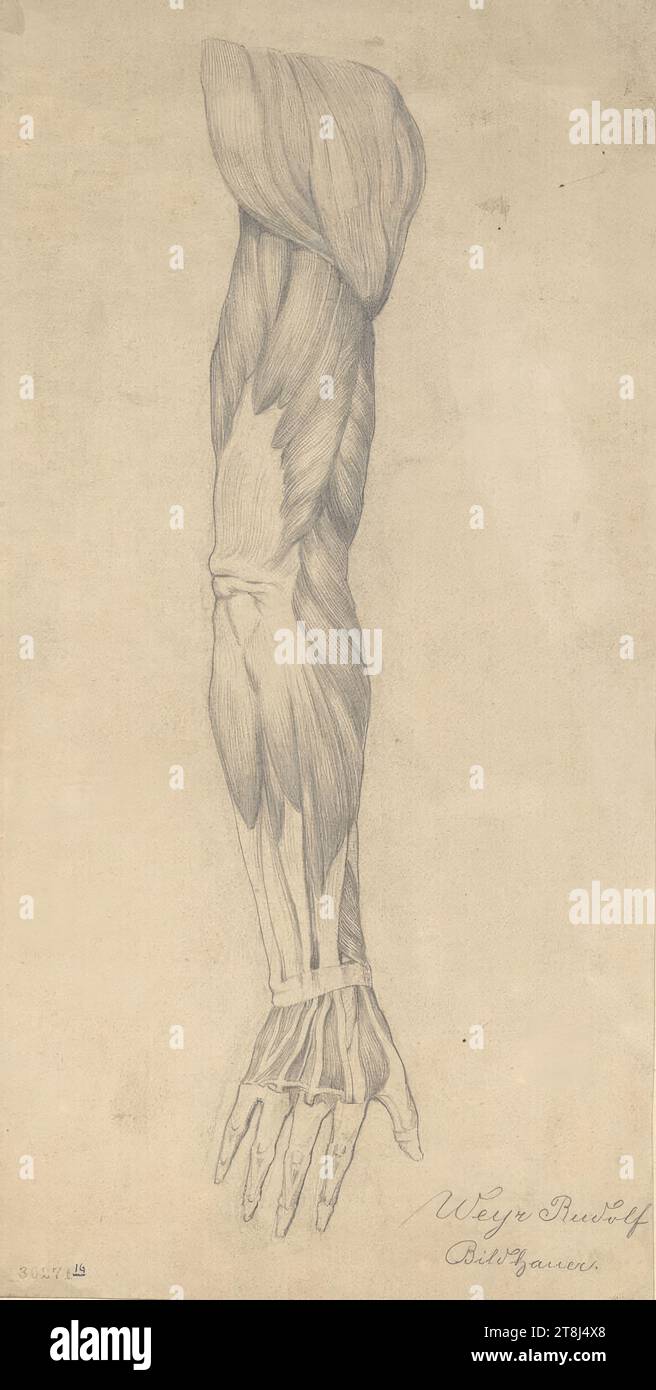 Anatomical study of an arm, Rudolf Weyr, Vienna 1847 - 1914 Vienna ...