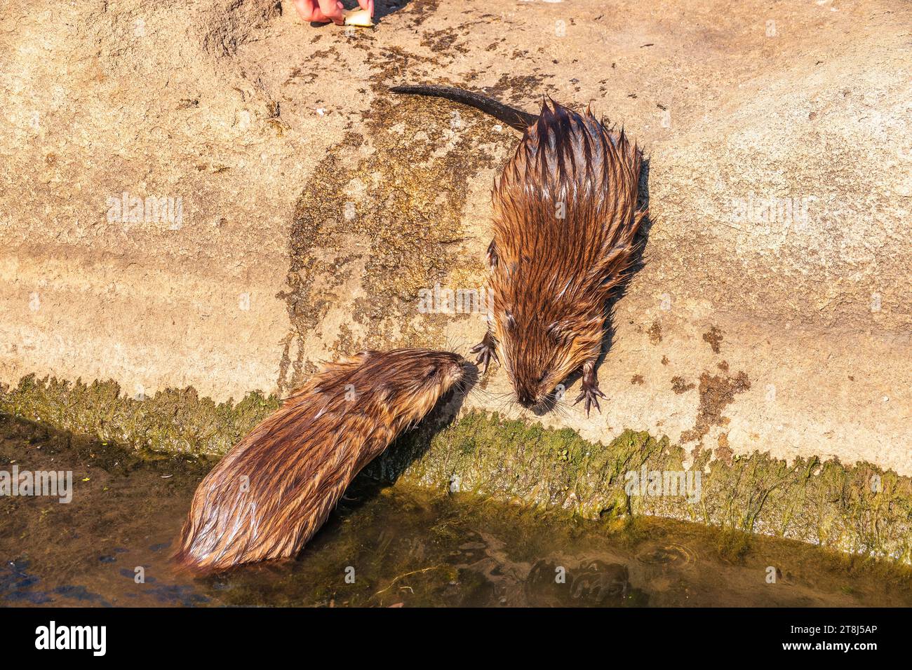 Two Wild animals, Muskrat, Ondatra zibethicuseats, eats on the river bank. Muskrat, Ondatra ...