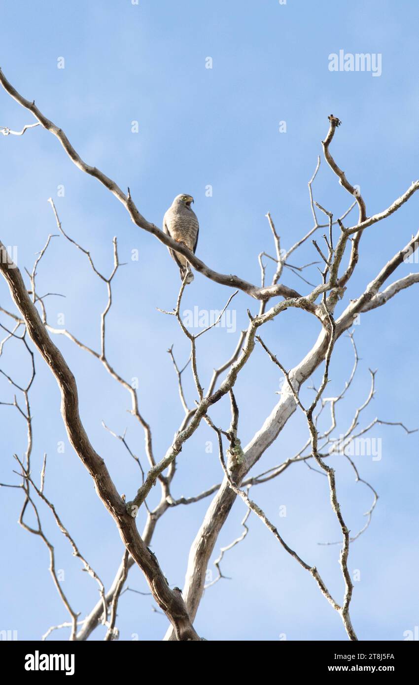 A photo of roadside hawk on tree in Mexico Stock Photo - Alamy