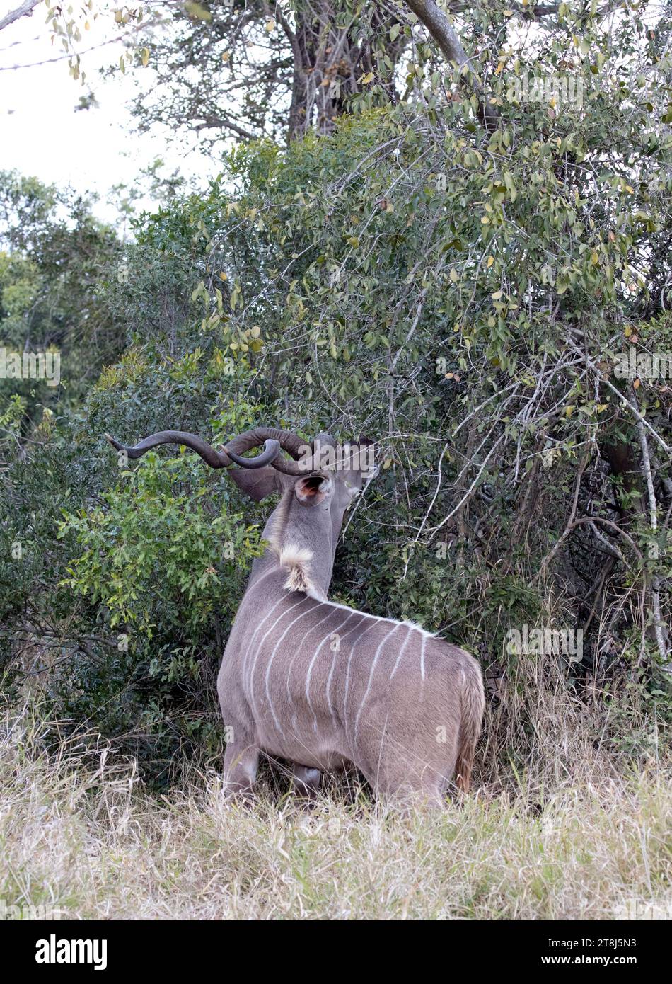 Photo of a greater kudu eating in the bush, Southafrica Stock Photo - Alamy
