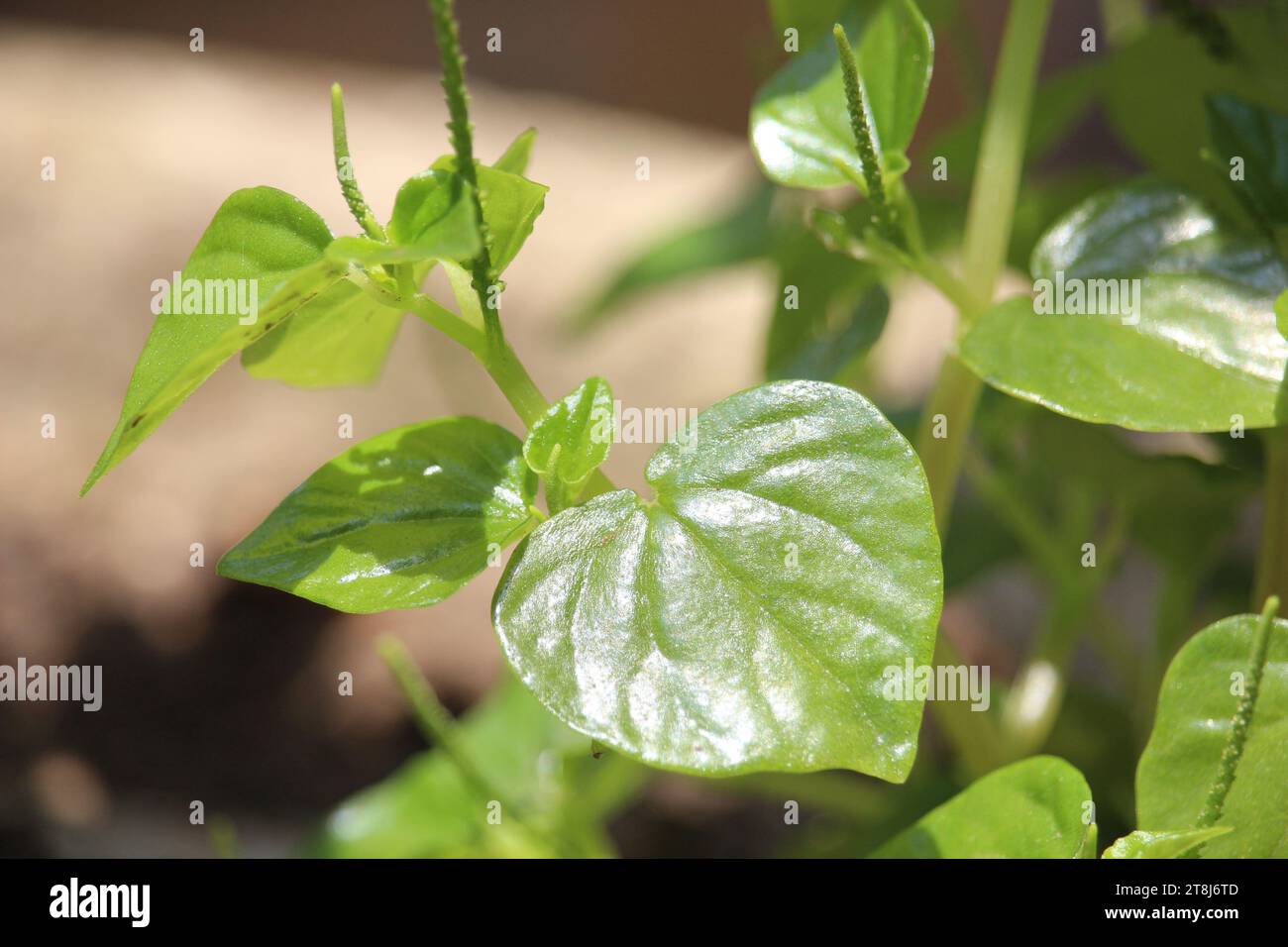 Chinese betel leaves or Peperomia Pellucida leaves have anti-cancer and ...
