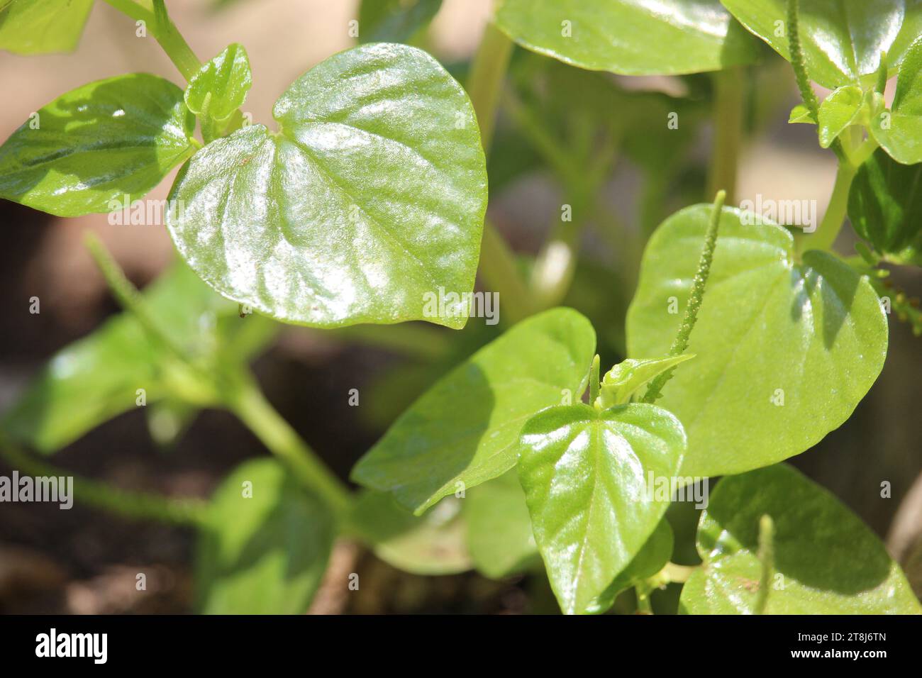 Chinese betel leaves or Peperomia Pellucida leaves have anti-cancer and ...