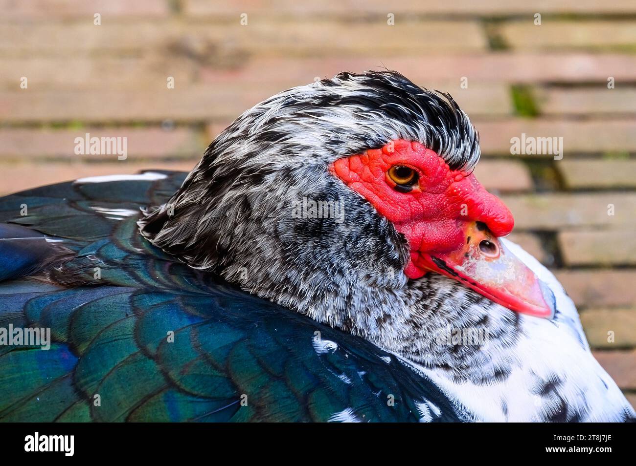 SEVILLE, SPAIN, duck bird animal sitting in ancient flooring Stock ...