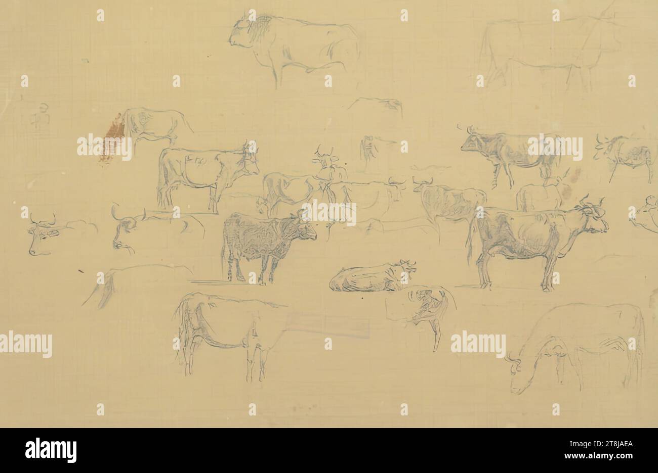 Various cow studies hi-res stock photography and images - Alamy