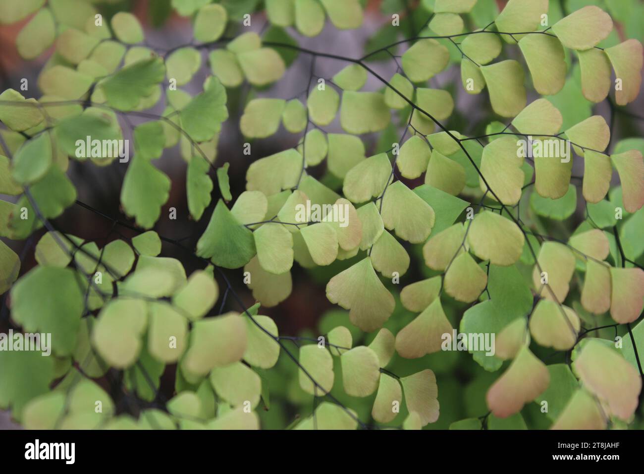 Maidenhair fern tree hi-res stock photography and images - Alamy