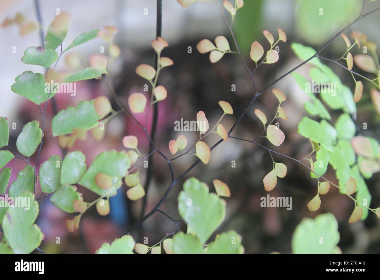 Maidenhair fern tree hi-res stock photography and images - Alamy