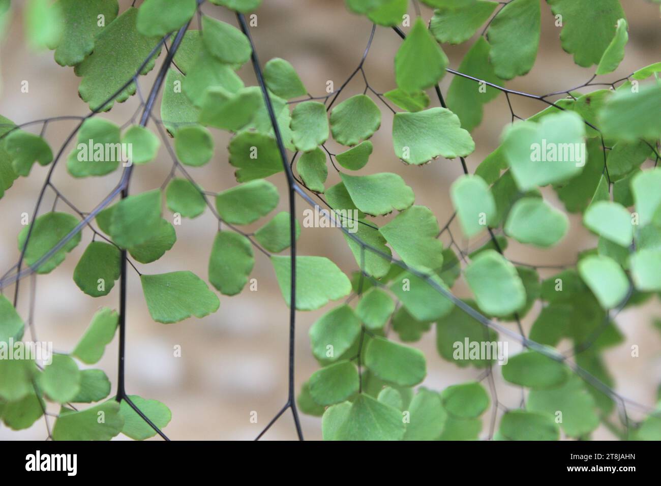 Maidenhair fern tree hi-res stock photography and images - Alamy