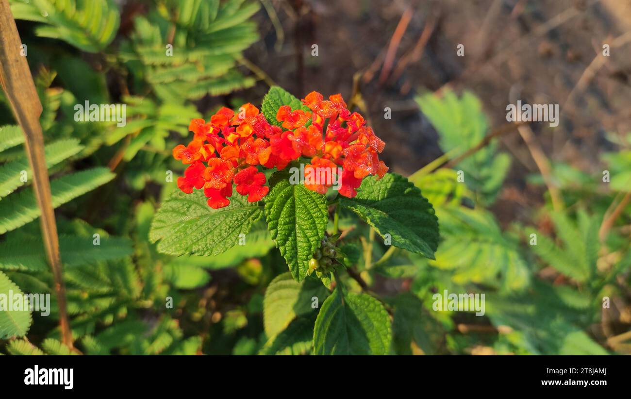 Orange Lantana camara flowers blooming Stock Photo - Alamy