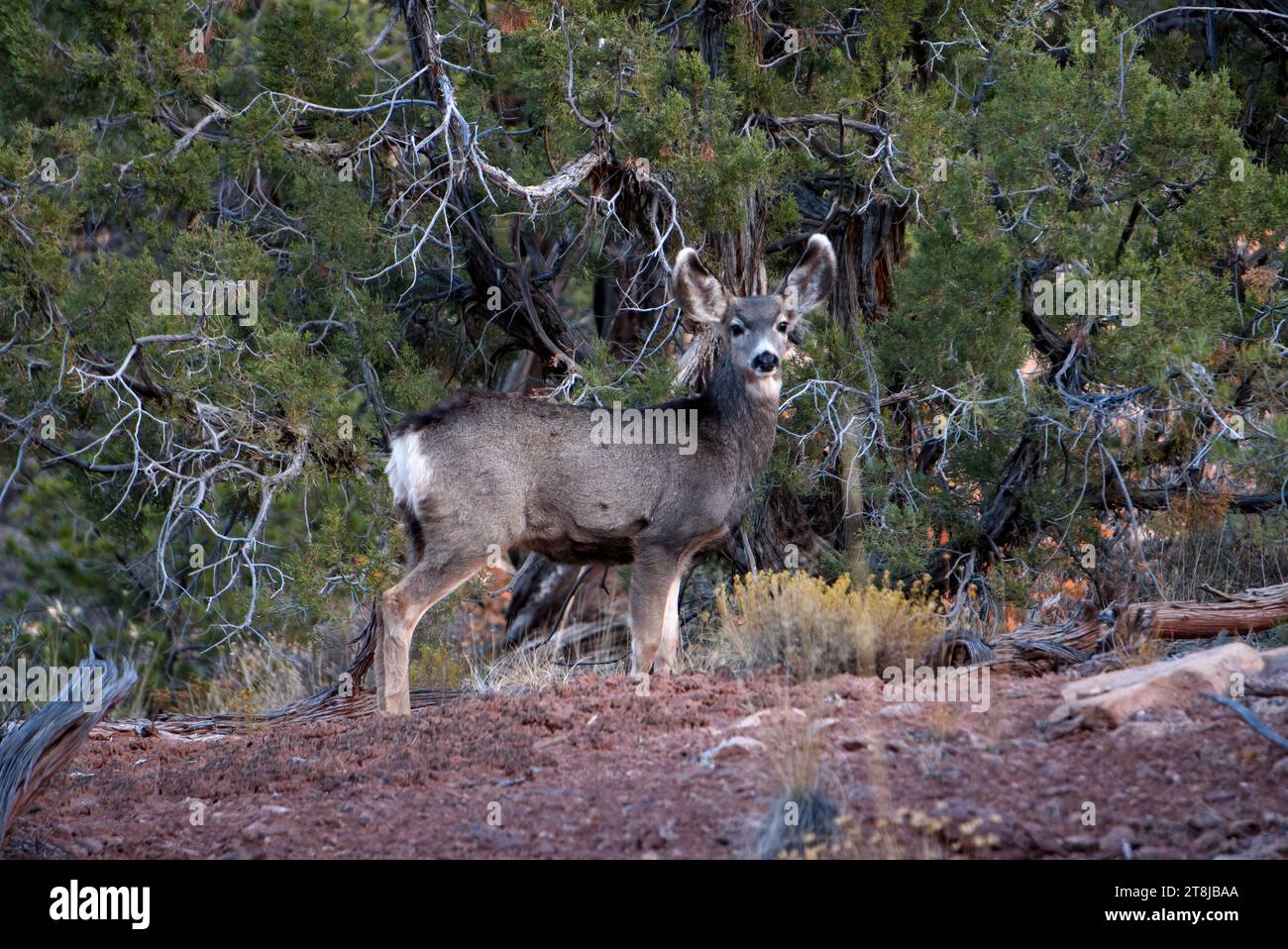 Mule deer doe in hi-res stock photography and images - Alamy