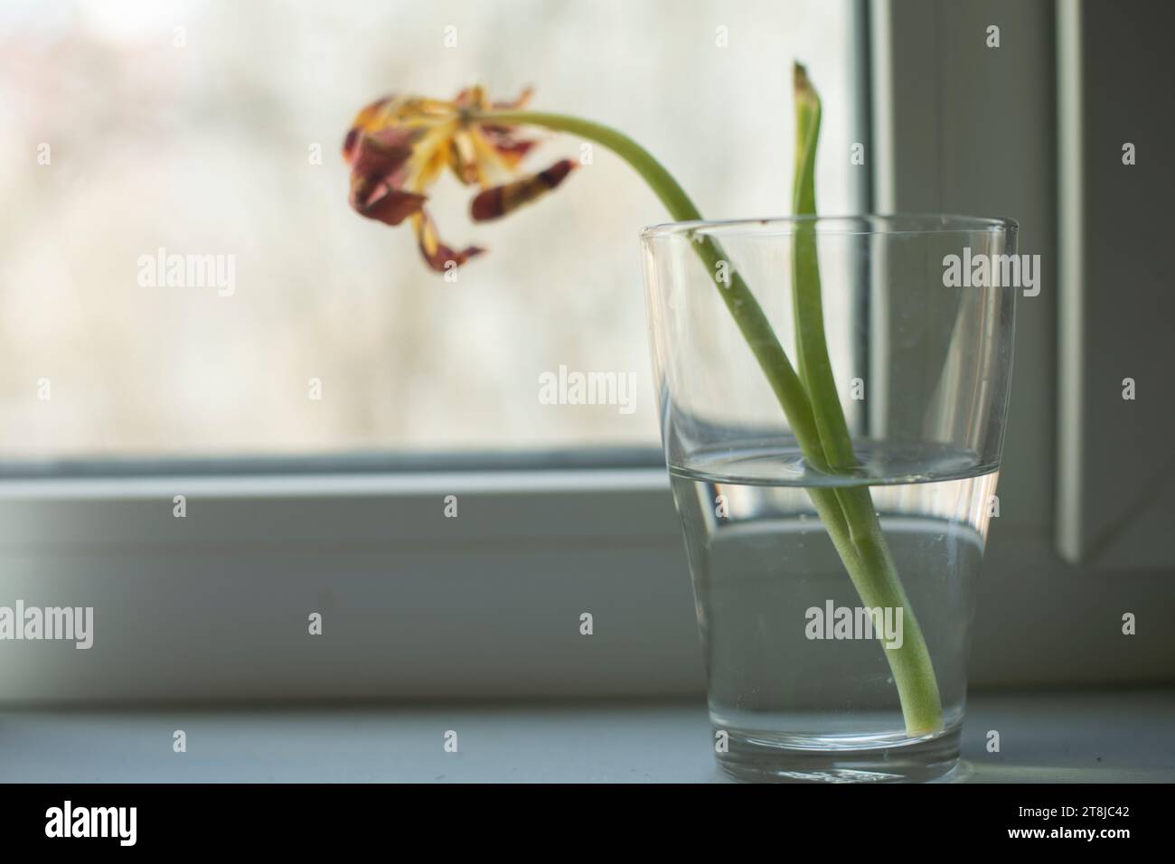 Flower in a vase on the window. The plant house. A withered flower ...