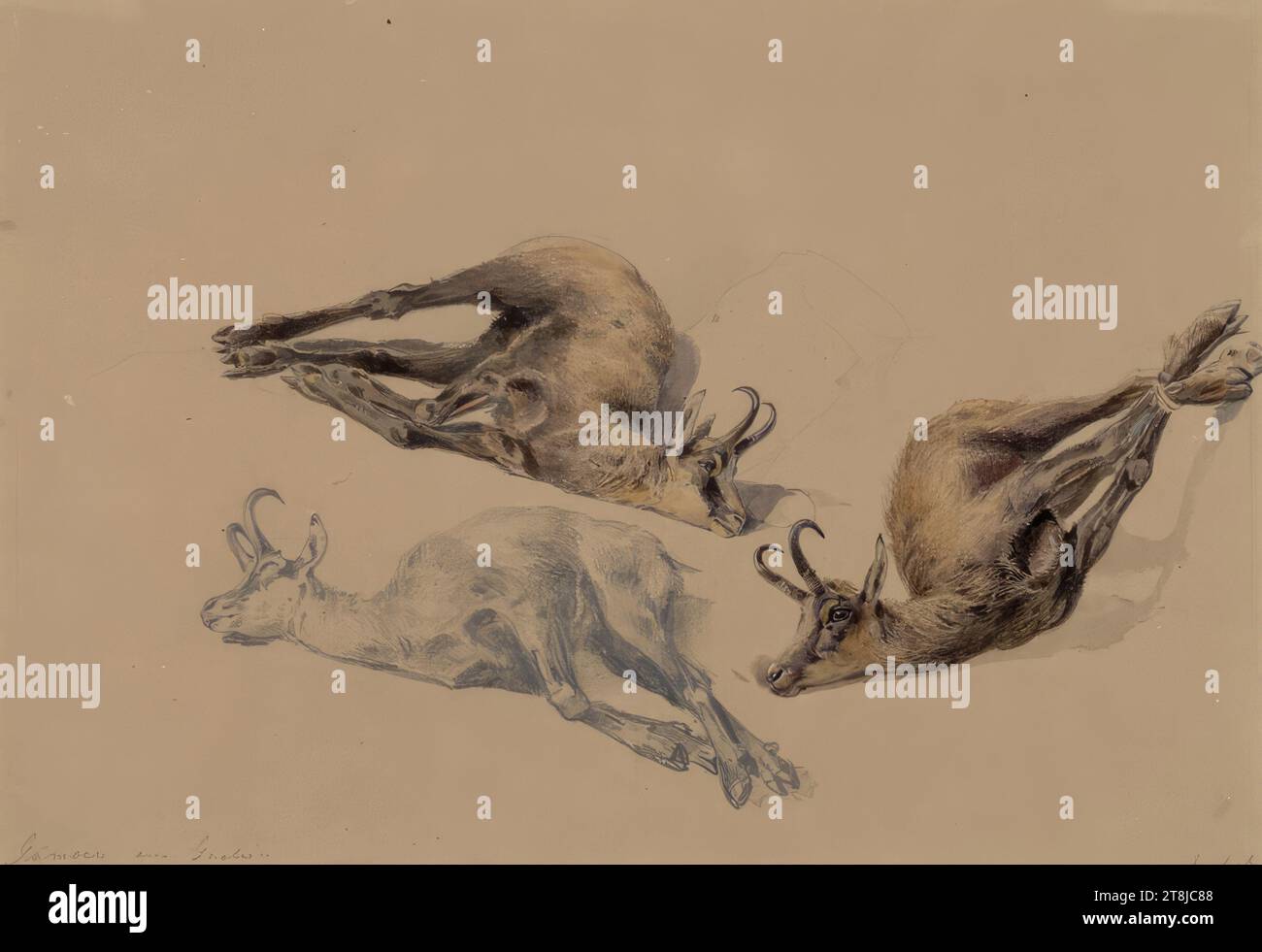 Chamois from Gastein, Carl Goebel, Vienna 1824 - 1899 Vienna, drawing ...