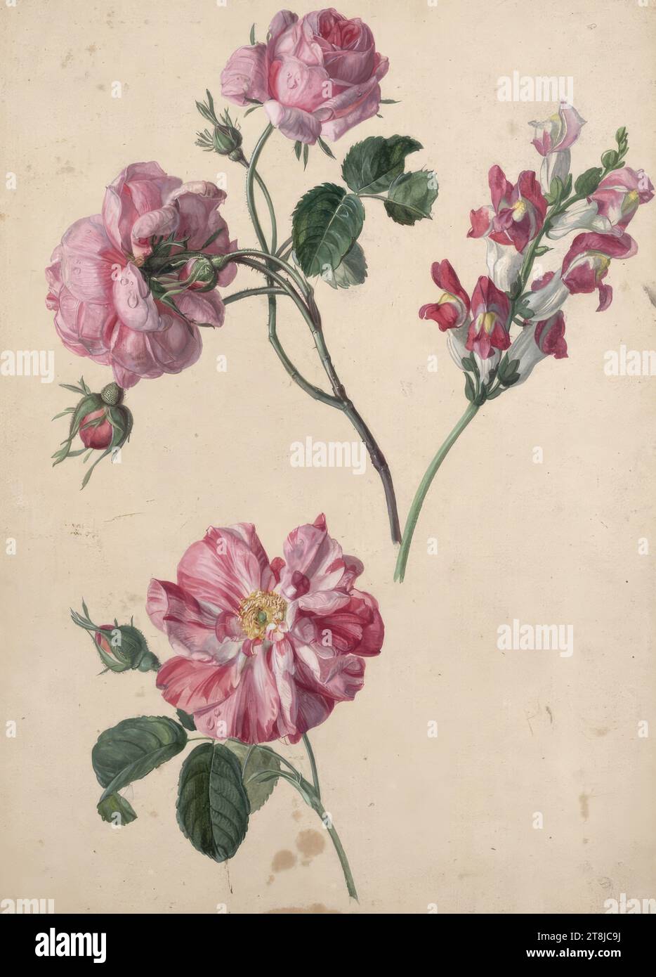 Hundred-petalled rose, Rosa X centifolia L., and garden snapdragon, Antirrhinum majus L., Franz ...
