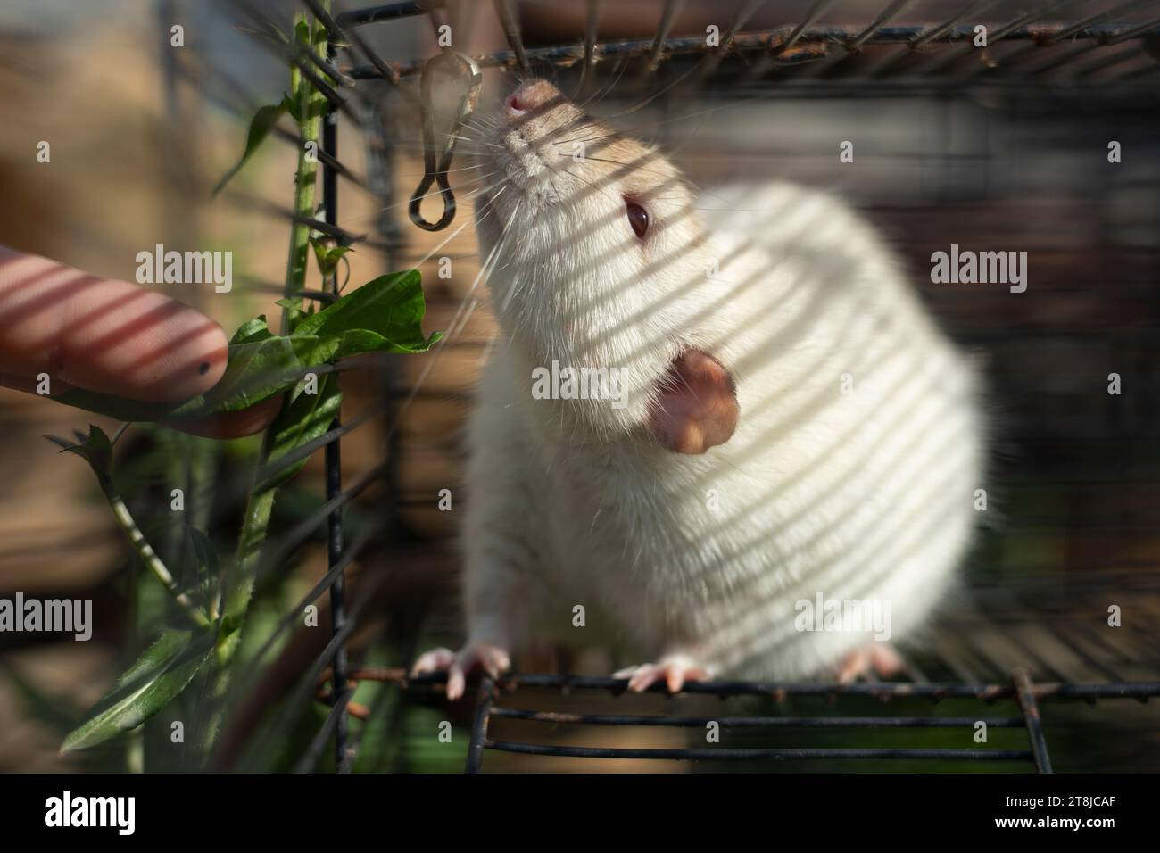 Rat in a cage. Rodent behind bars. White rat. Small size pet Stock ...