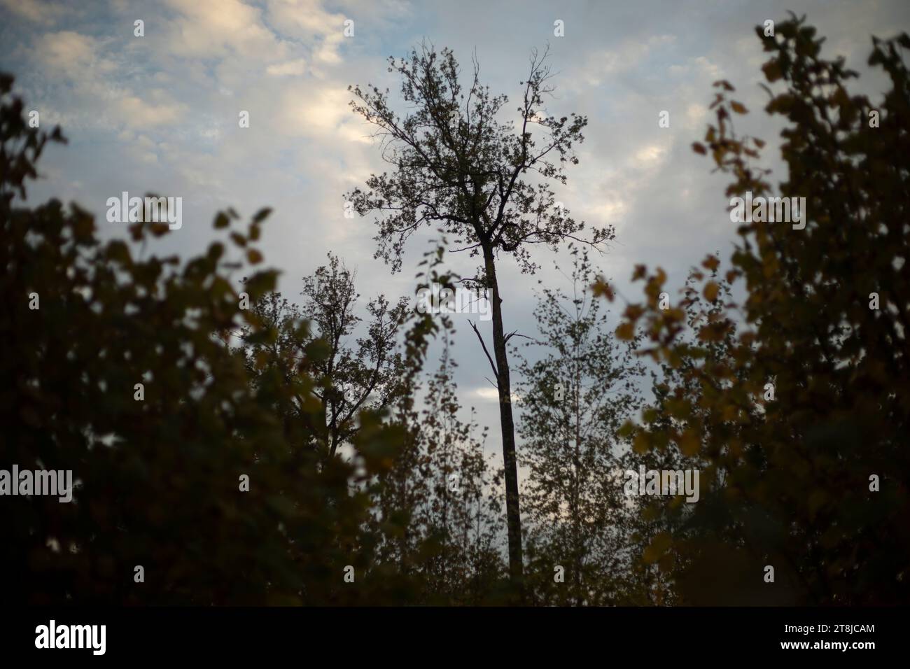 Trees in the evening in the forest. Details of wildlife. Sparse Forest ...