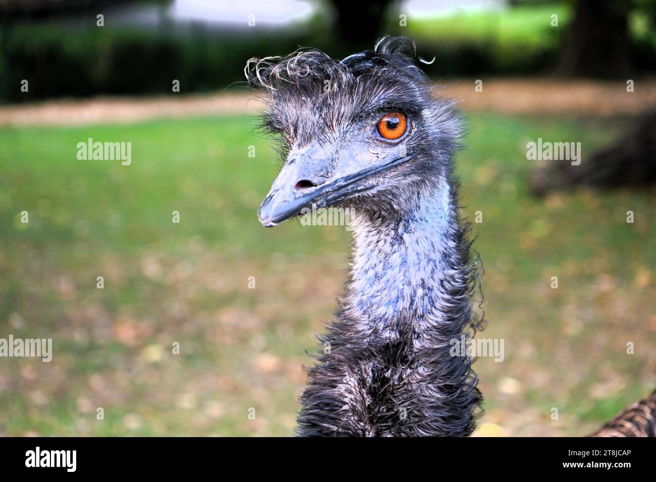 Close up of emu with vibrant orange eyes and ruffled plumage, Dromaius ...