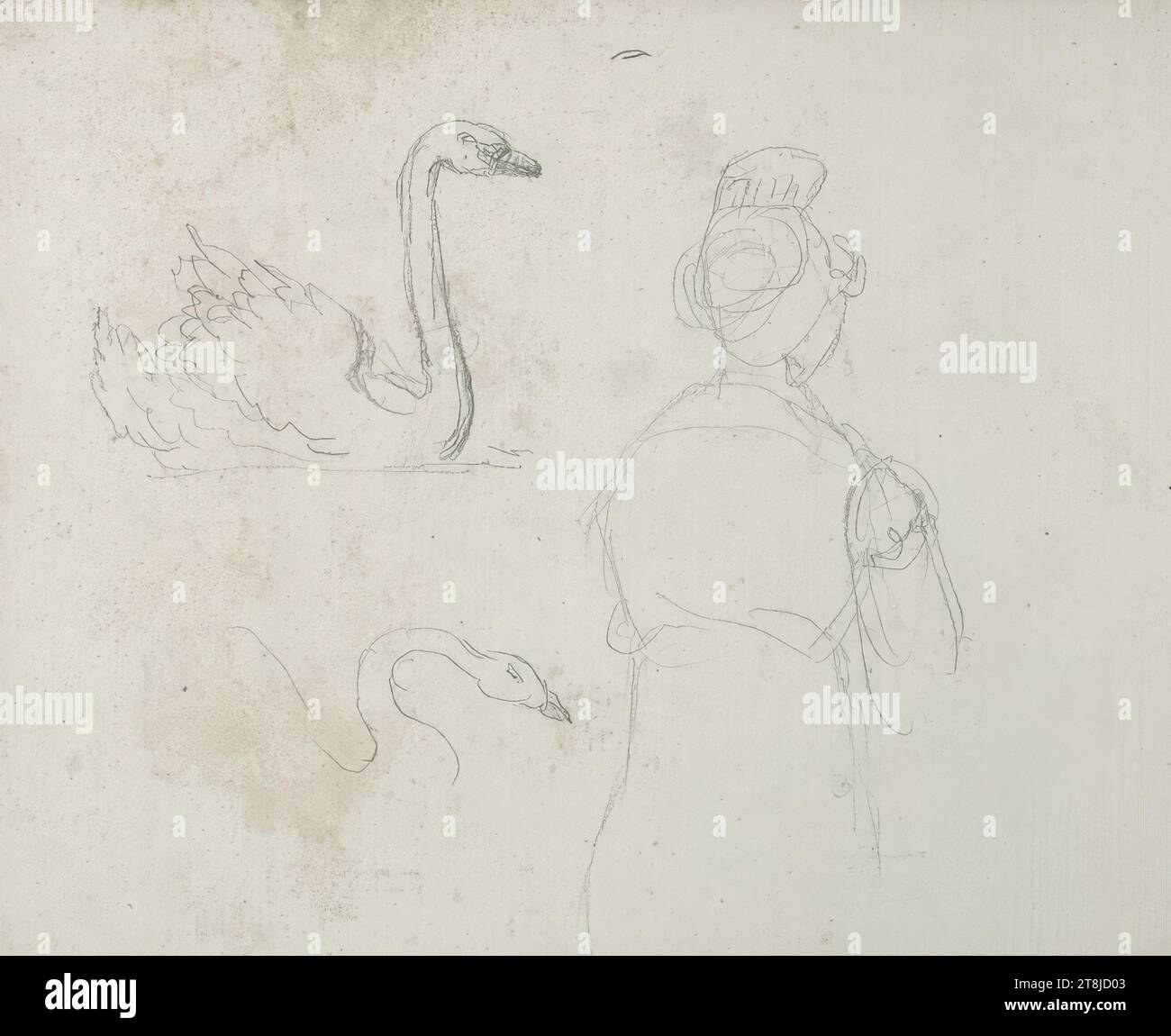 Drawing of a swan hi-res stock photography and images - Alamy