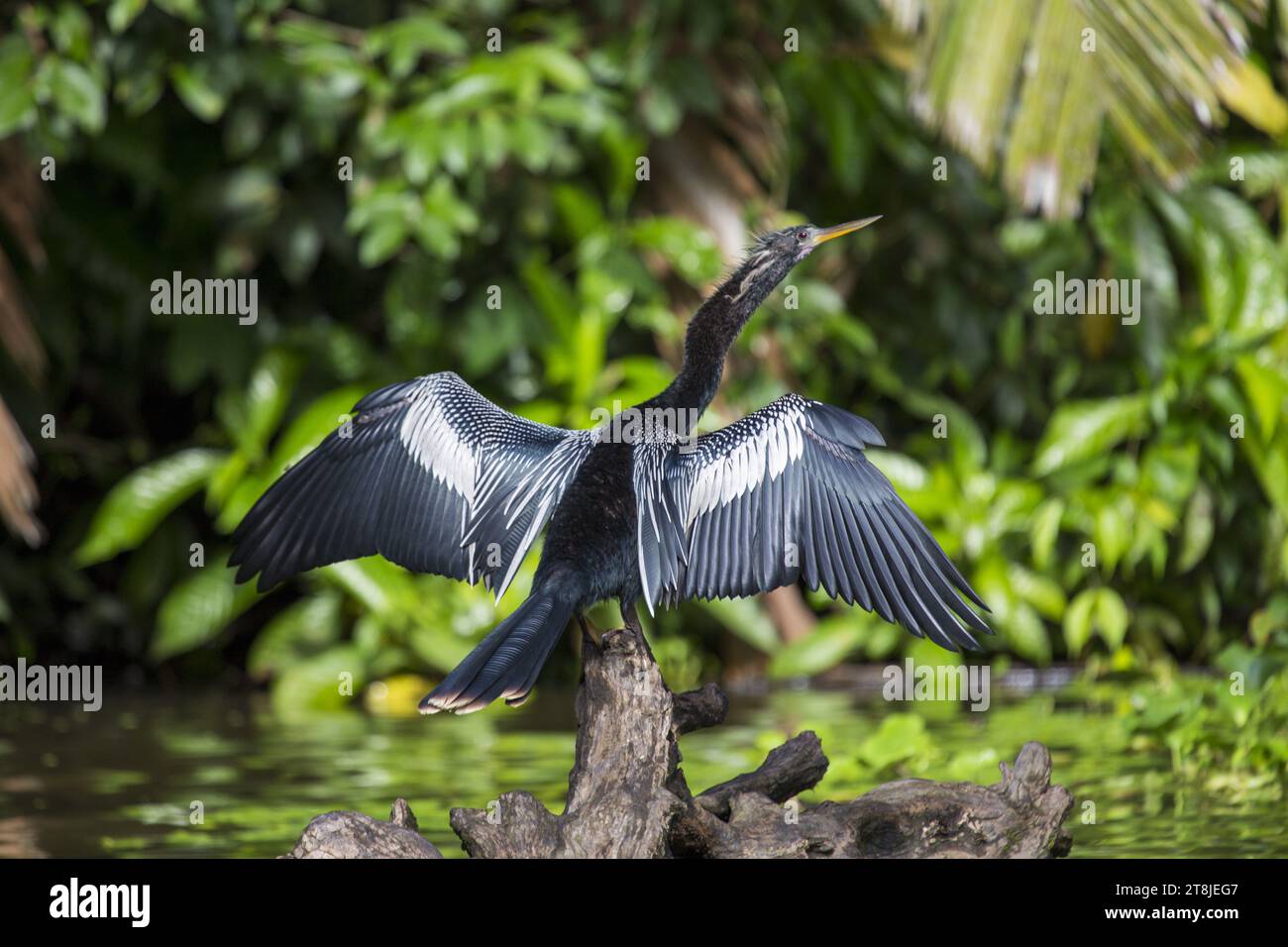 A stunning Anhinga, also known as a water turkey, stands majestically ...