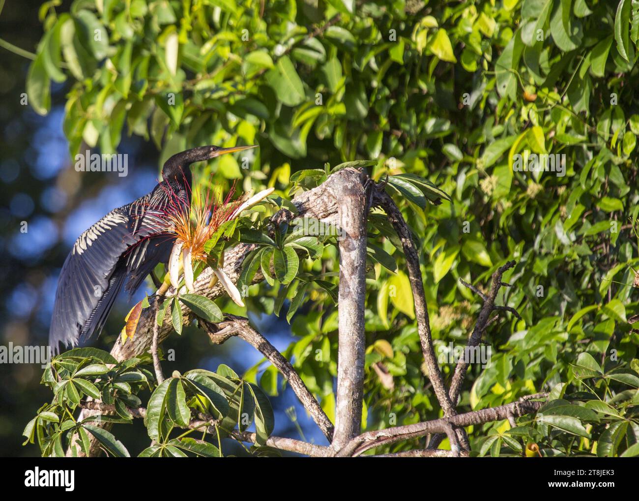 A stunning Anhinga, also known as a water turkey, stands majestically ...