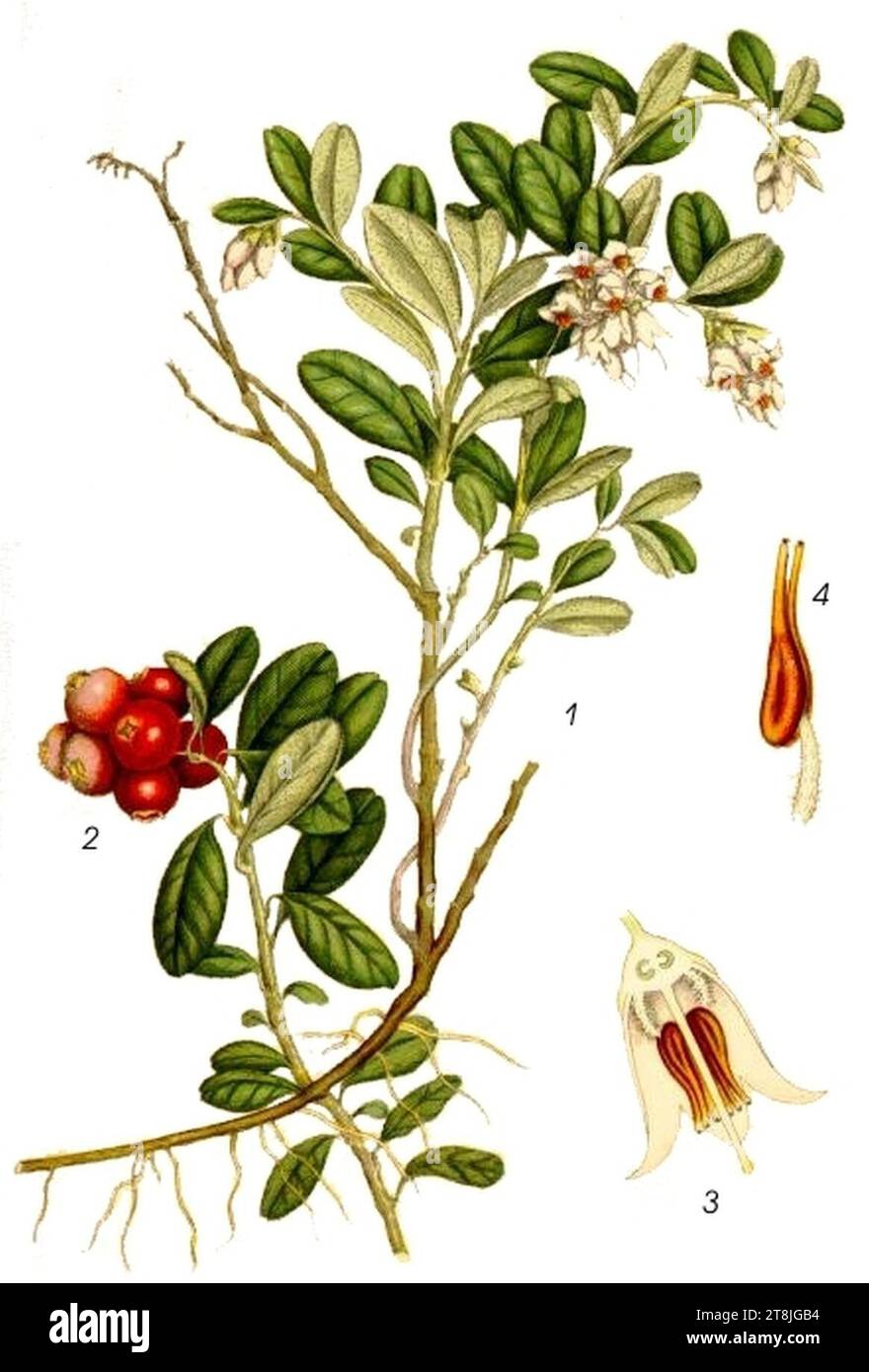 Vaccinium vitis-idaea L Stock Photo - Alamy