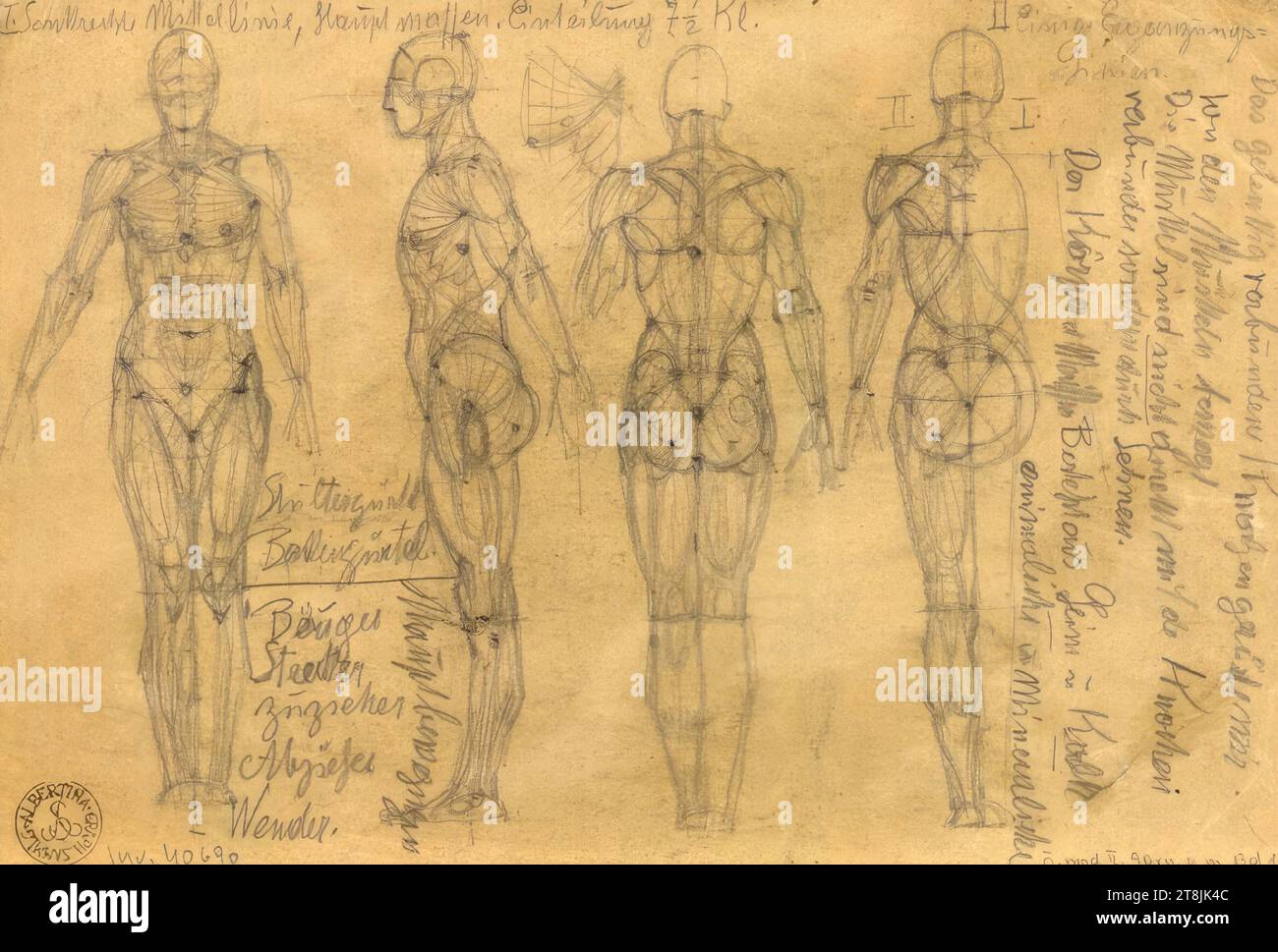 Various anatomical studies, Alexander Rothaug, Vienna 1870 - 1946 ...