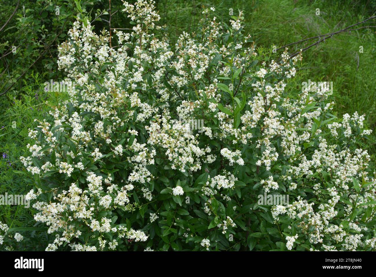 In spring, ordinary privet (ligustrum vulgare) blooms in the wild Stock ...