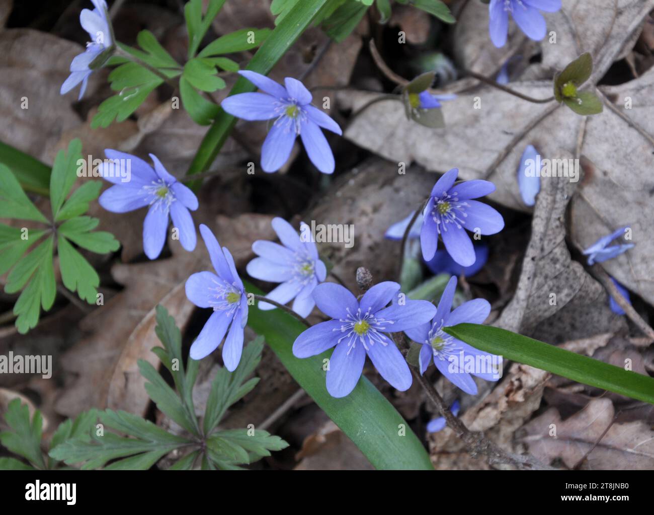 Spring in the wild in the woods bloom Hepatica nobilis Stock Photo - Alamy
