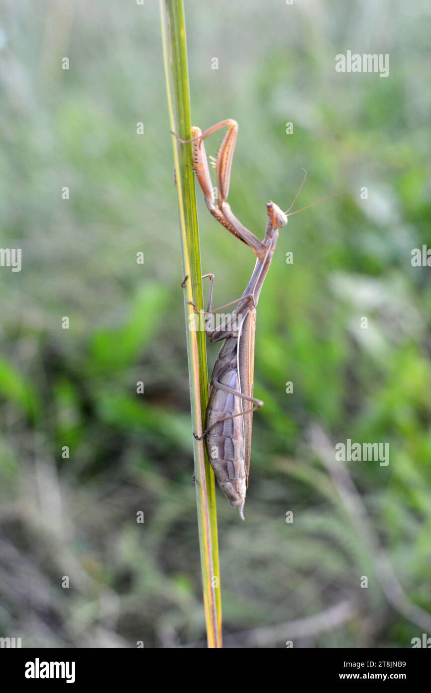 In the wild, close up of the predatory insect Mantis religiosa Stock ...