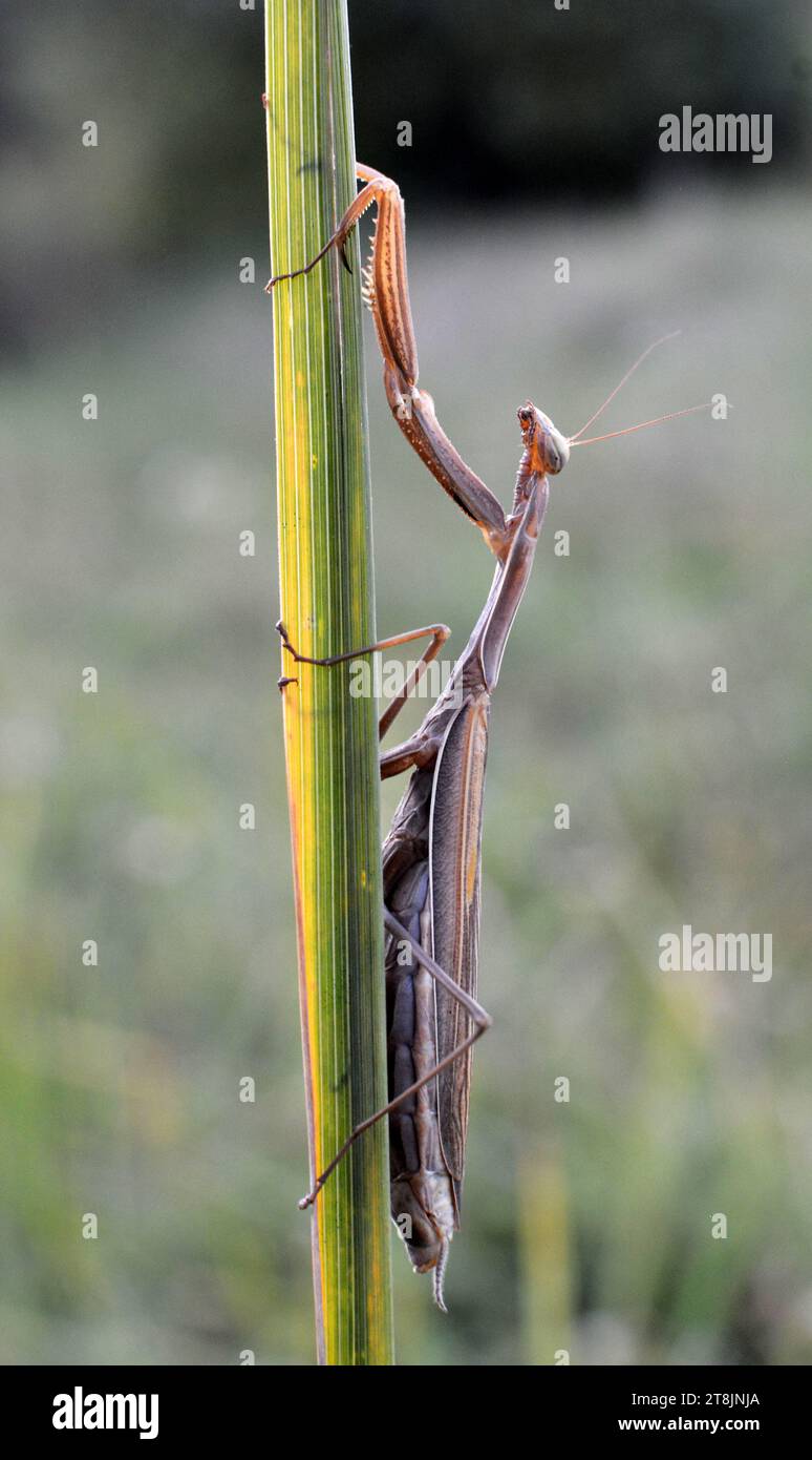 In the wild, close up of the predatory insect Mantis religiosa Stock ...