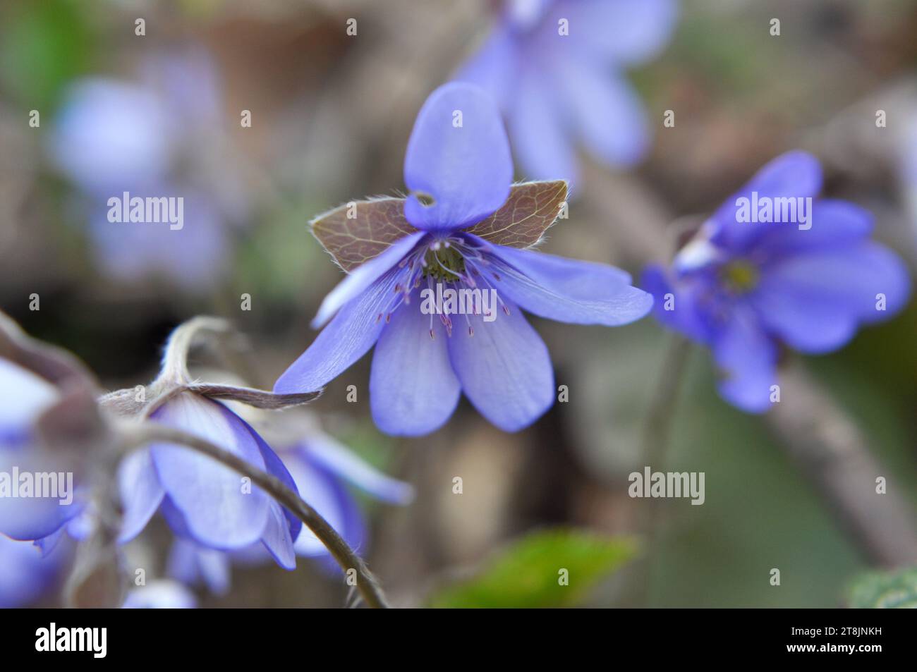 Spring in the wild in the woods bloom Hepatica nobilis Stock Photo - Alamy