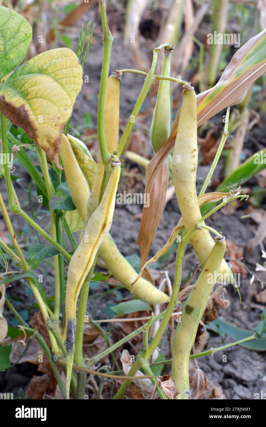 On the stem of a bean crop of ripe pods Stock Photo - Alamy