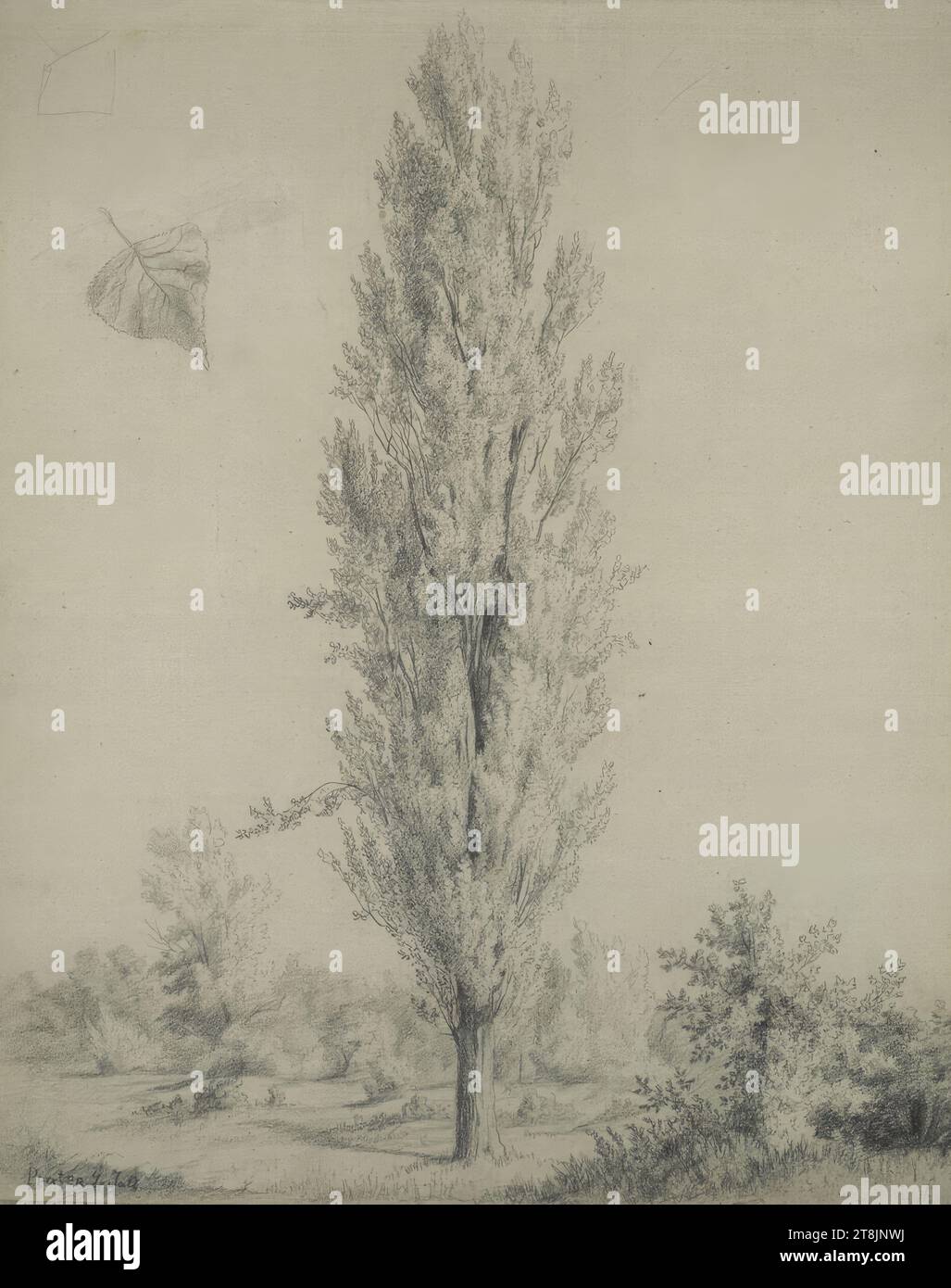 Tree study and leaf study, in the Prater, Rösch Ludwig sketchbook; 29 ...